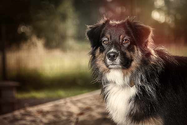 Hundefotos im Fotostudio und Outdoor vom Hundeliebhaber