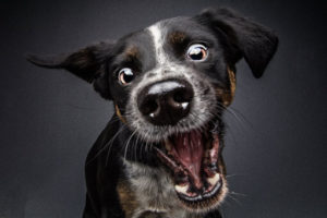 Hundefotos Lustige & süße Hundebilder in NRW