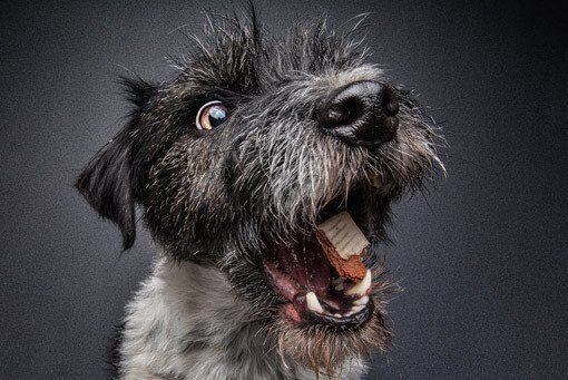 Hundefotos Lustige & süße Hundebilder in NRW
