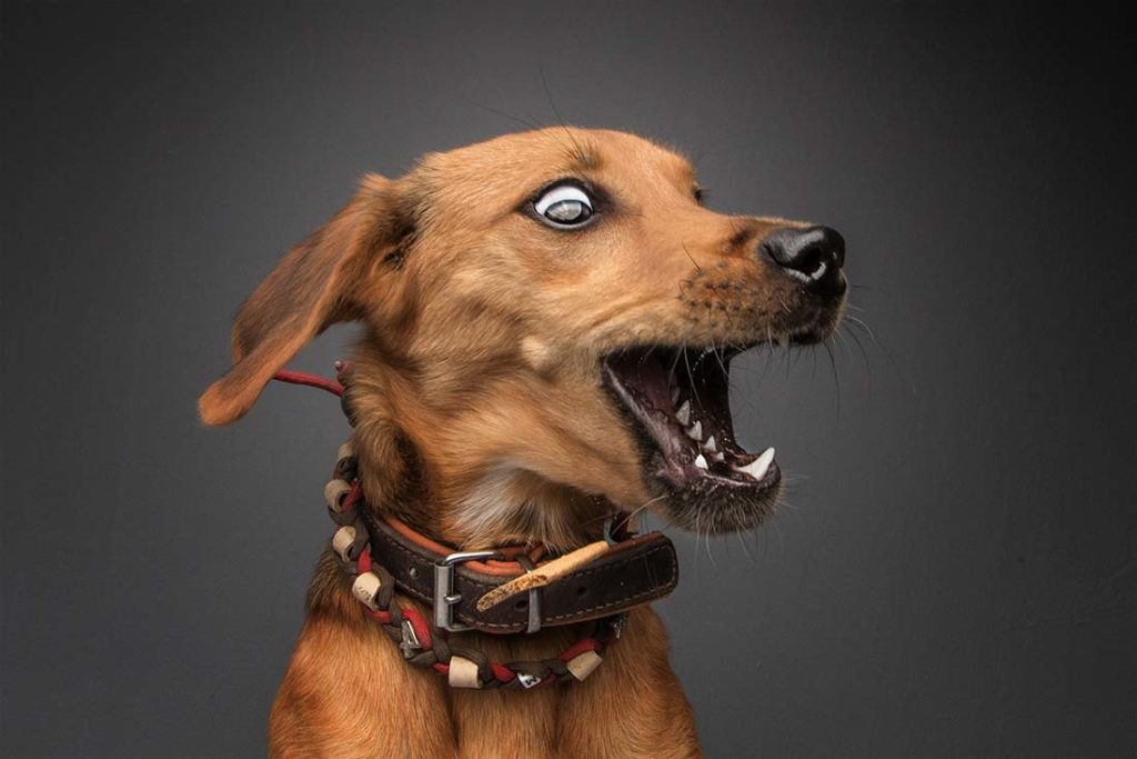 Hundefotos Lustige & süße Hundebilder in NRW