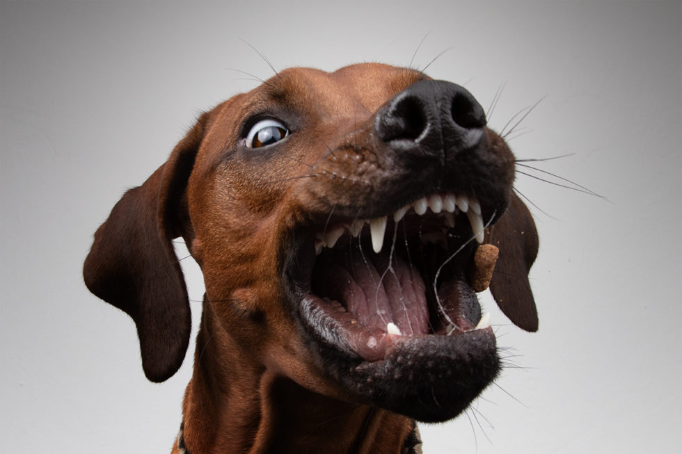 Hundefotos Lustige & süße Hundebilder in NRW